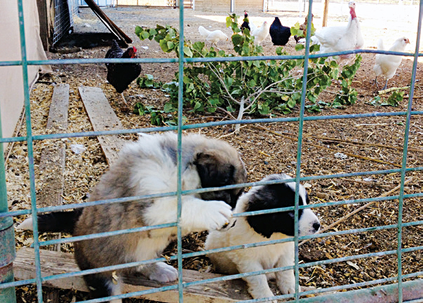 Livestock Guardian Dogs to Keep Hens Safe - Backyard Poultry